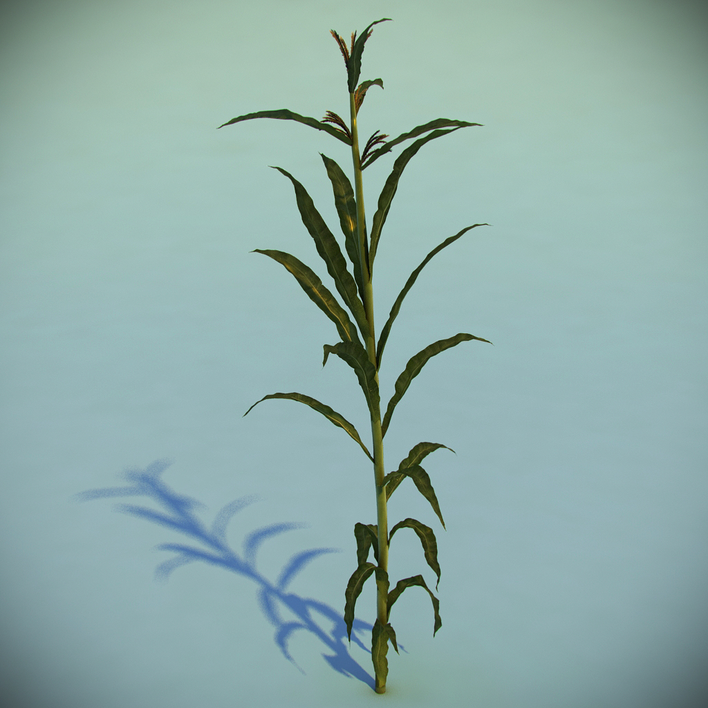 3d corn plant