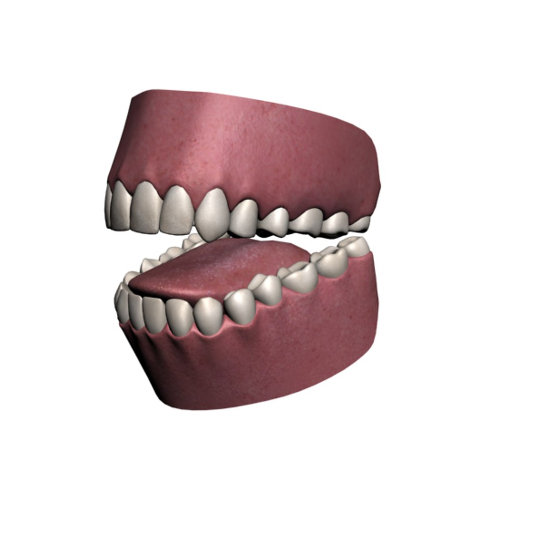 Polygonal Human Jaw 3d Model