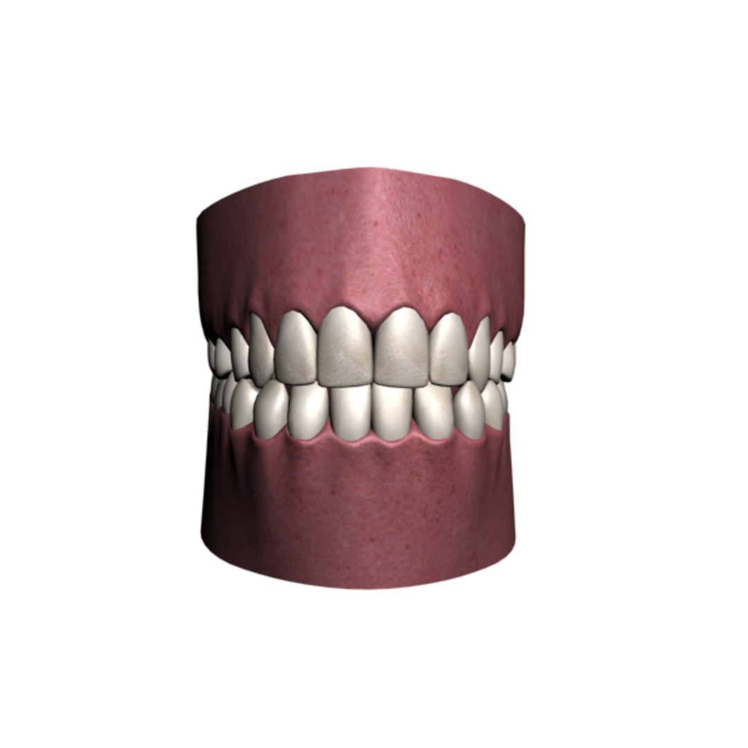 Polygonal Human Jaw 3d Model
