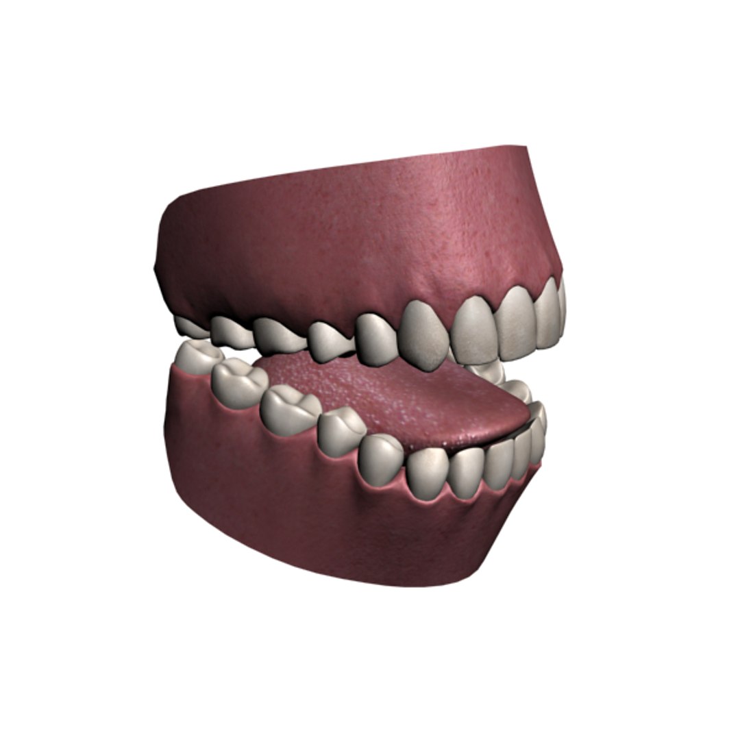 Polygonal Human Jaw 3d Model