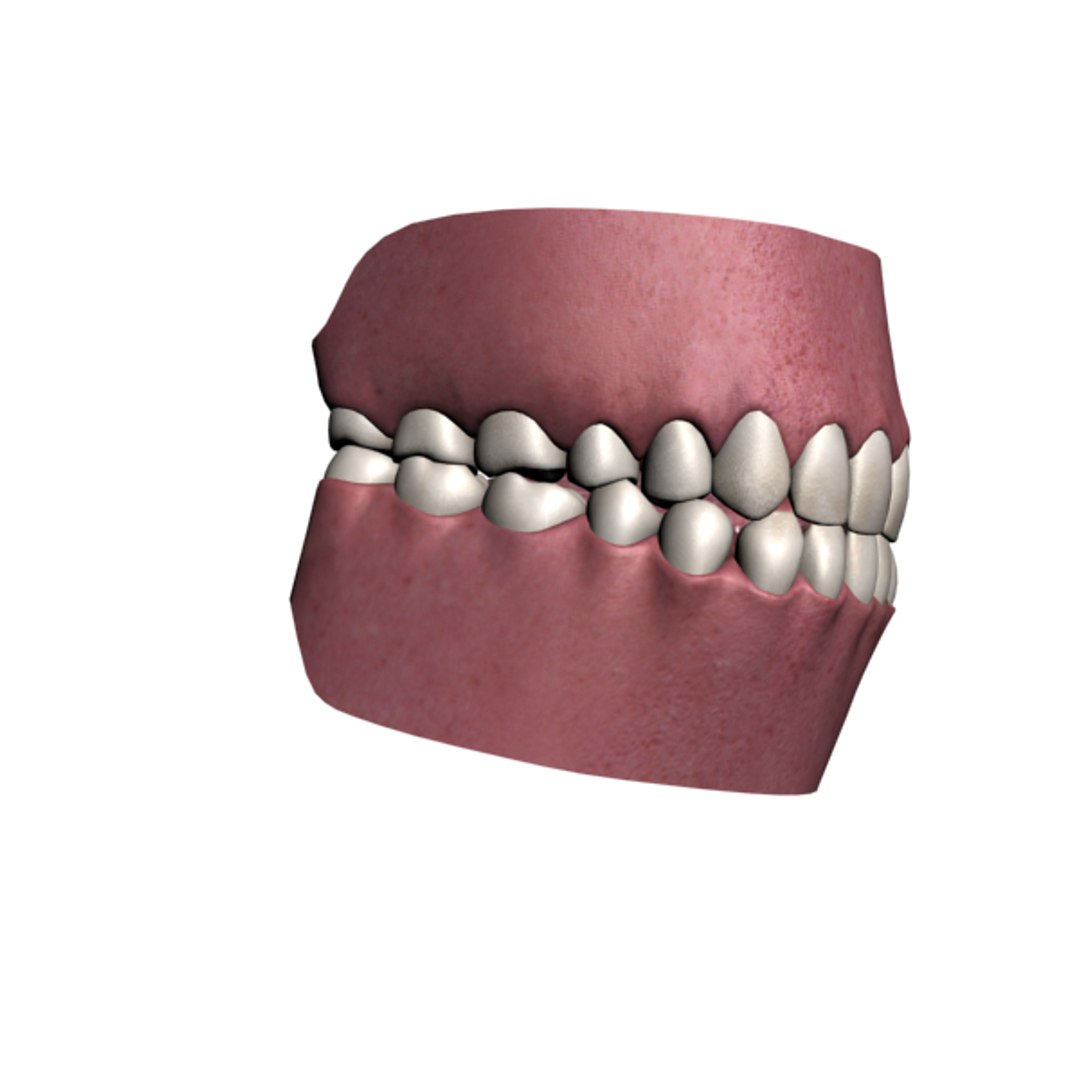 Polygonal Human Jaw 3d Model