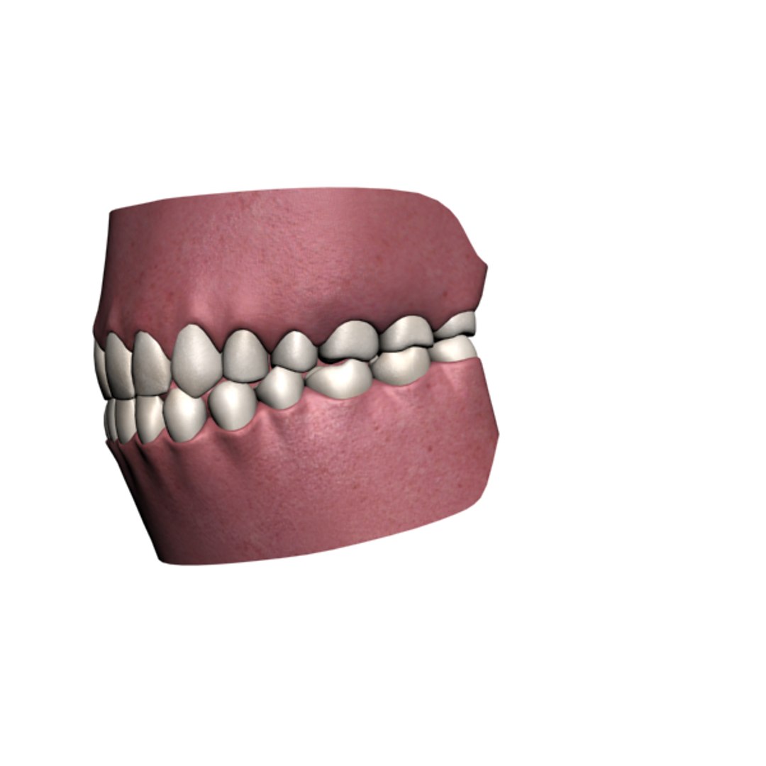 Polygonal Human Jaw 3d Model