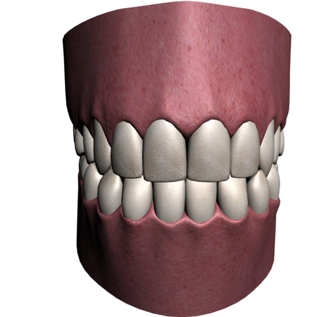 Polygonal Human Jaw 3d Model