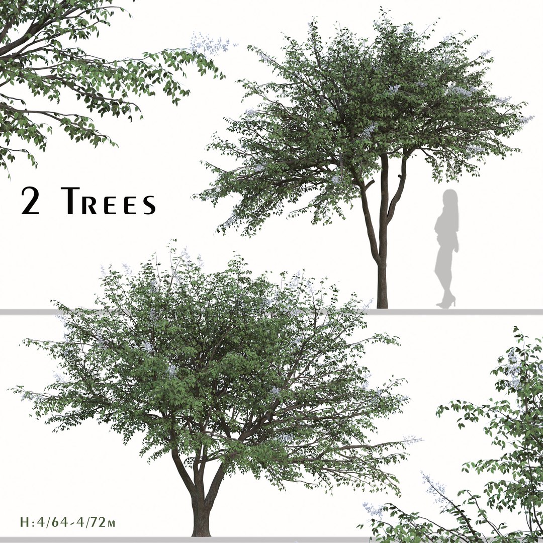 3D Set Of Rhus Chinensis Or Chinese Sumac Trees - 2 Trees - TurboSquid ...