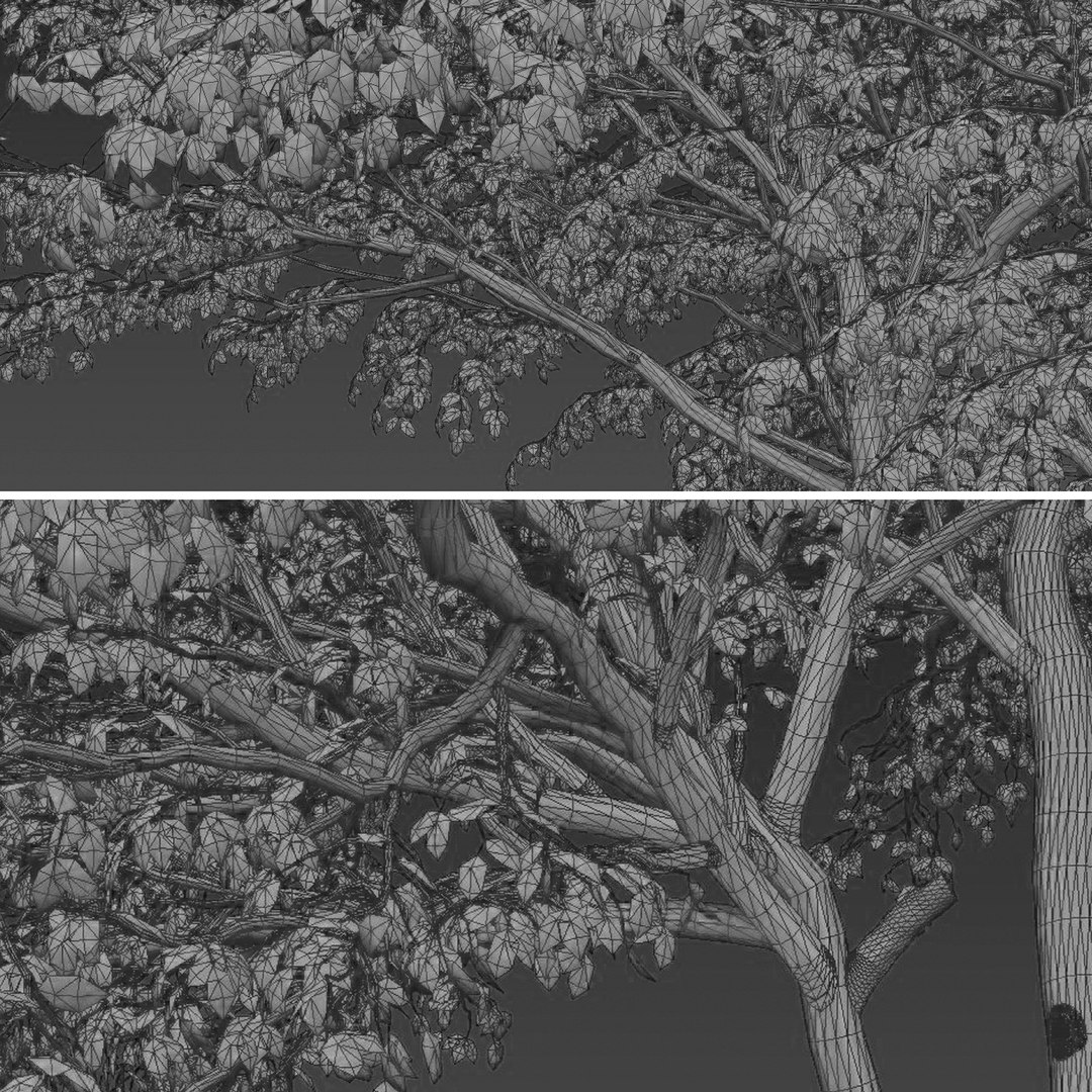 3D Set Of Rhus Chinensis Or Chinese Sumac Trees - 2 Trees - TurboSquid ...