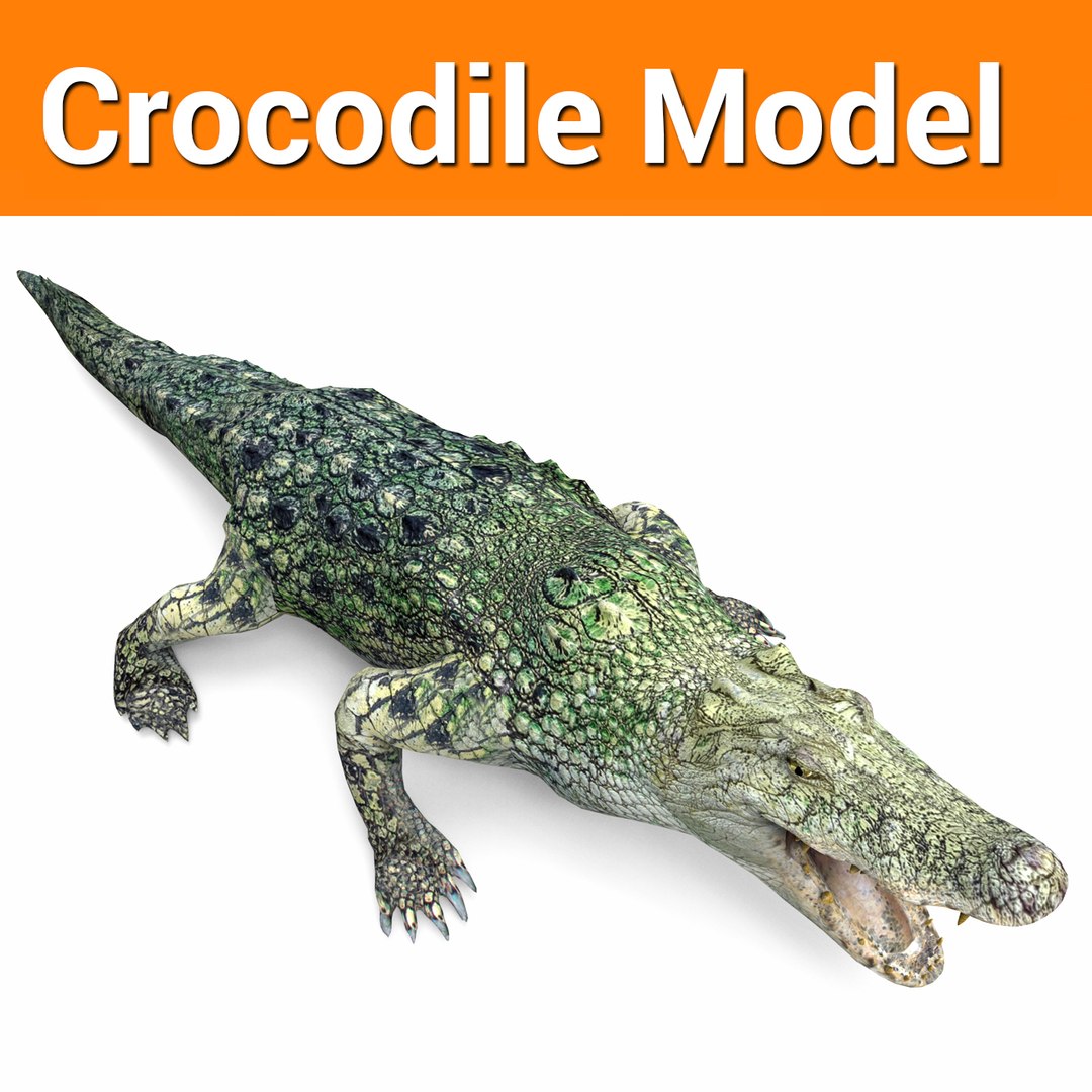 Crocodile Ready Model - TurboSquid 1230793
