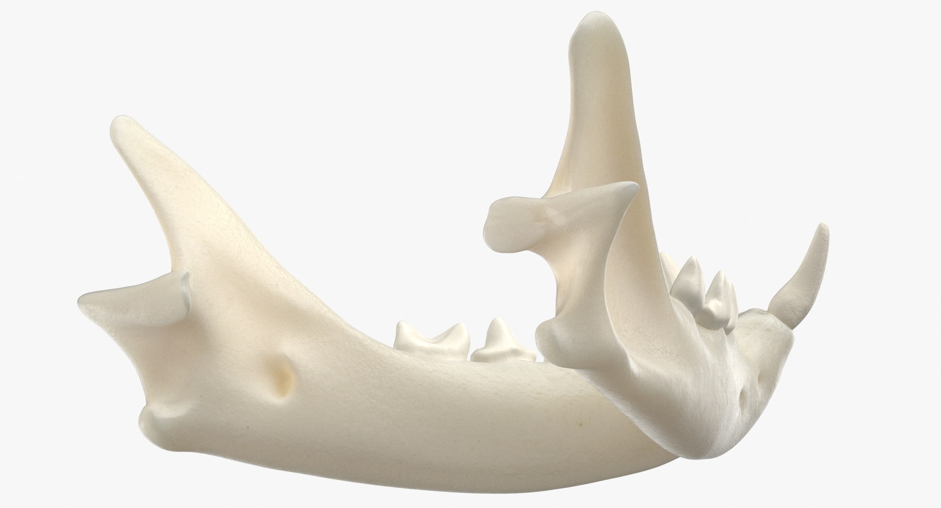 3D Domestic Cat Jaw 01 Model - TurboSquid 1546092
