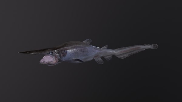 3d animation greenland shark