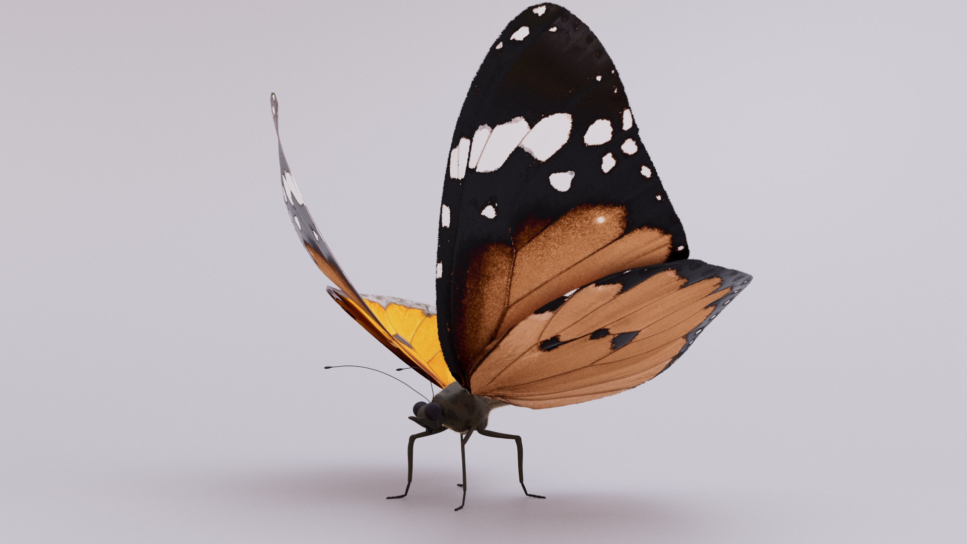 3D Model Butterfly Rigged Auto Animation - TurboSquid 2291380