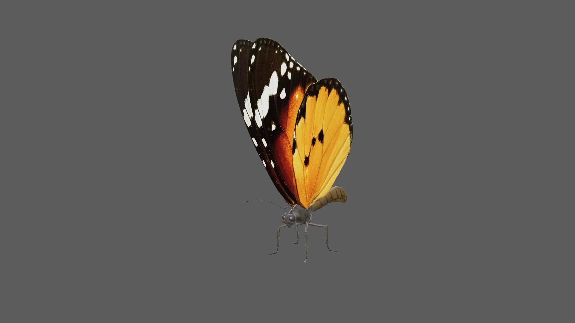 3D Model Butterfly Rigged Auto Animation - TurboSquid 2291380