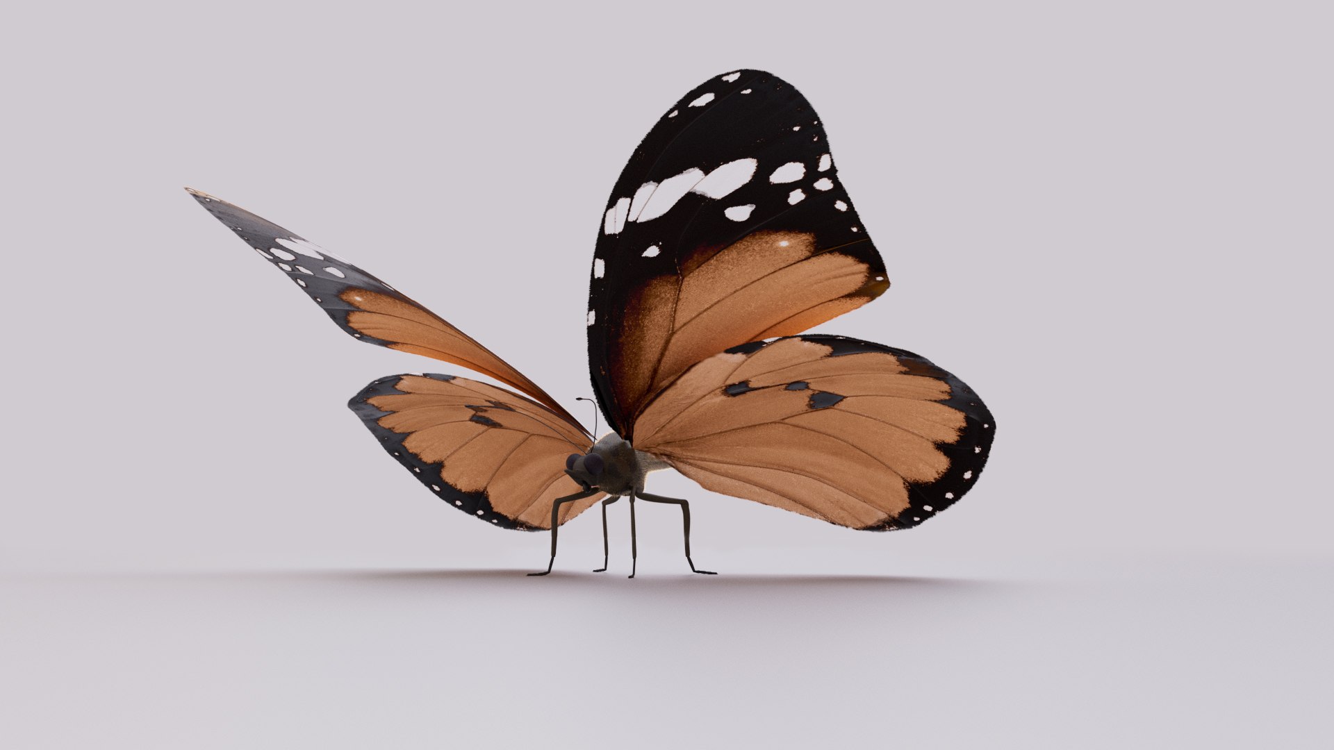 3D Model Butterfly Rigged Auto Animation - TurboSquid 2291380