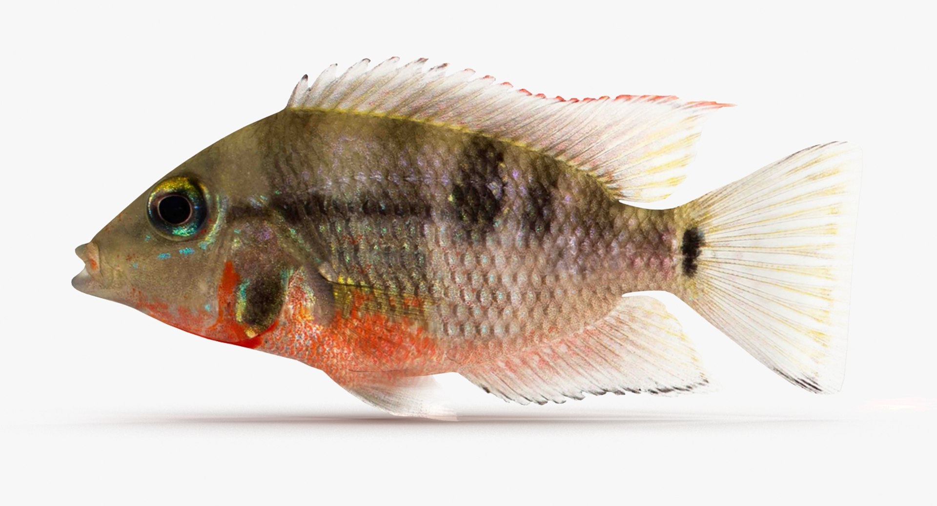 thorichtys meeki cichlid 3d model