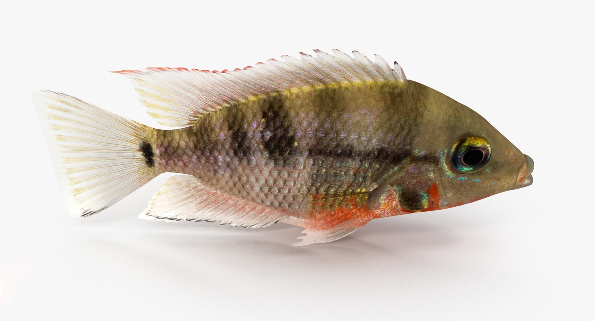 thorichtys meeki cichlid 3d model