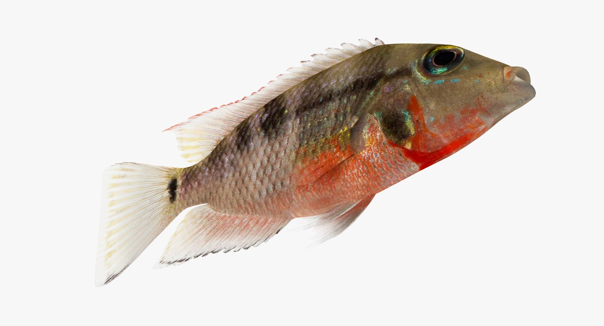 thorichtys meeki cichlid 3d model
