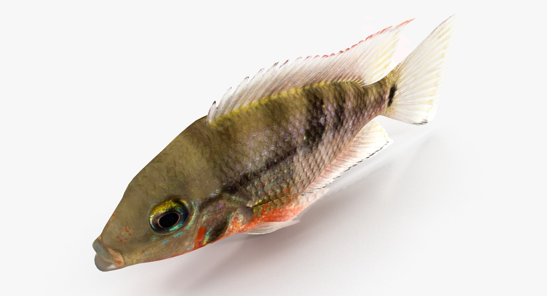 thorichtys meeki cichlid 3d model