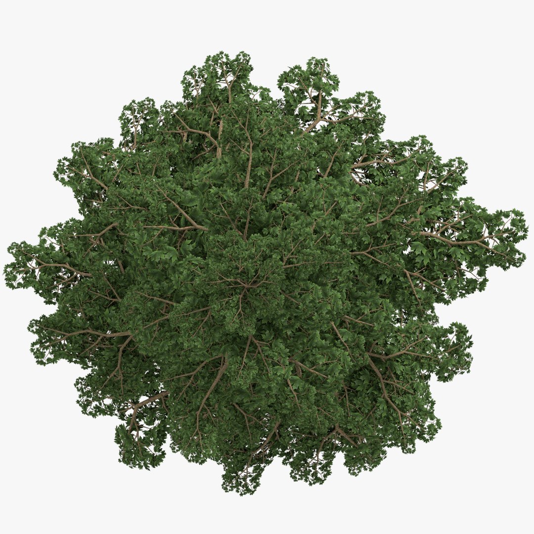 3d Model Realistic Platanus Tree Type
