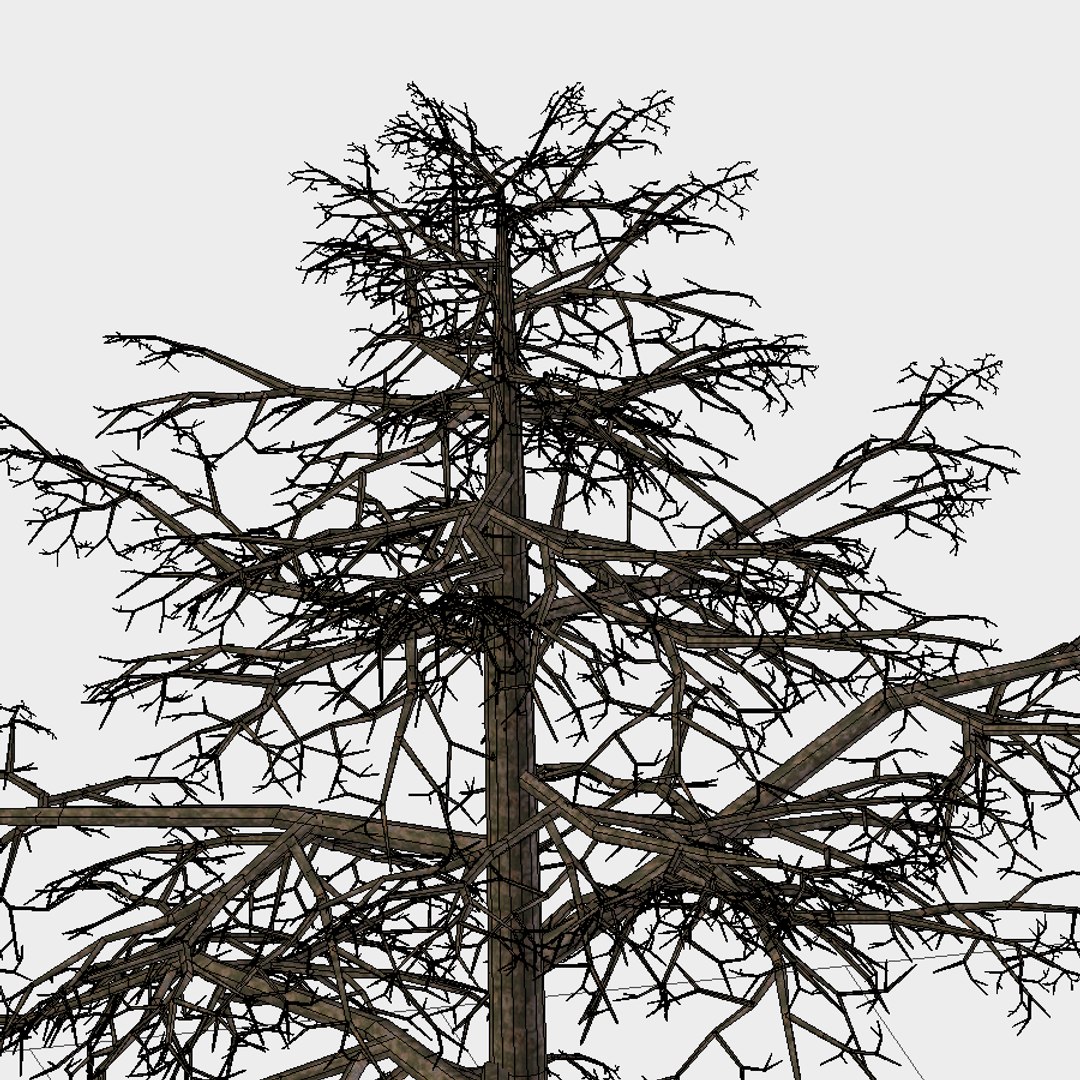 3d Model Realistic Platanus Tree Type