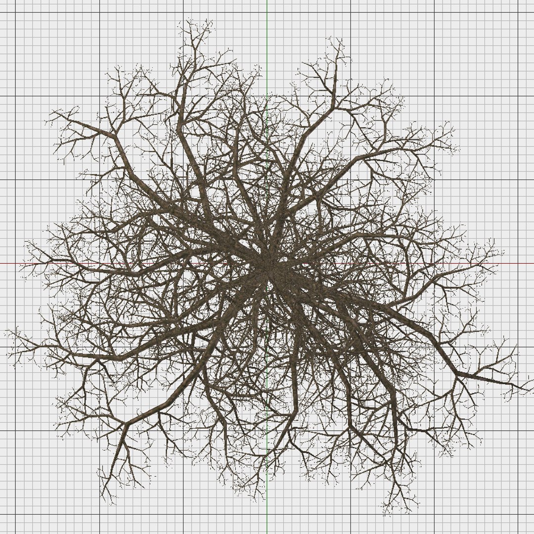 3d Model Realistic Platanus Tree Type