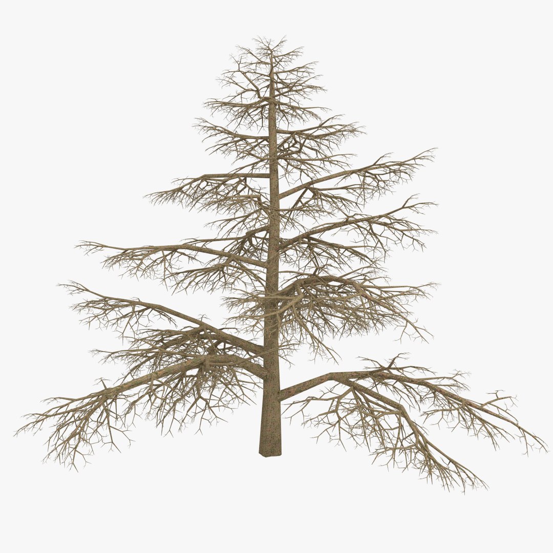 3d Model Realistic Platanus Tree Type