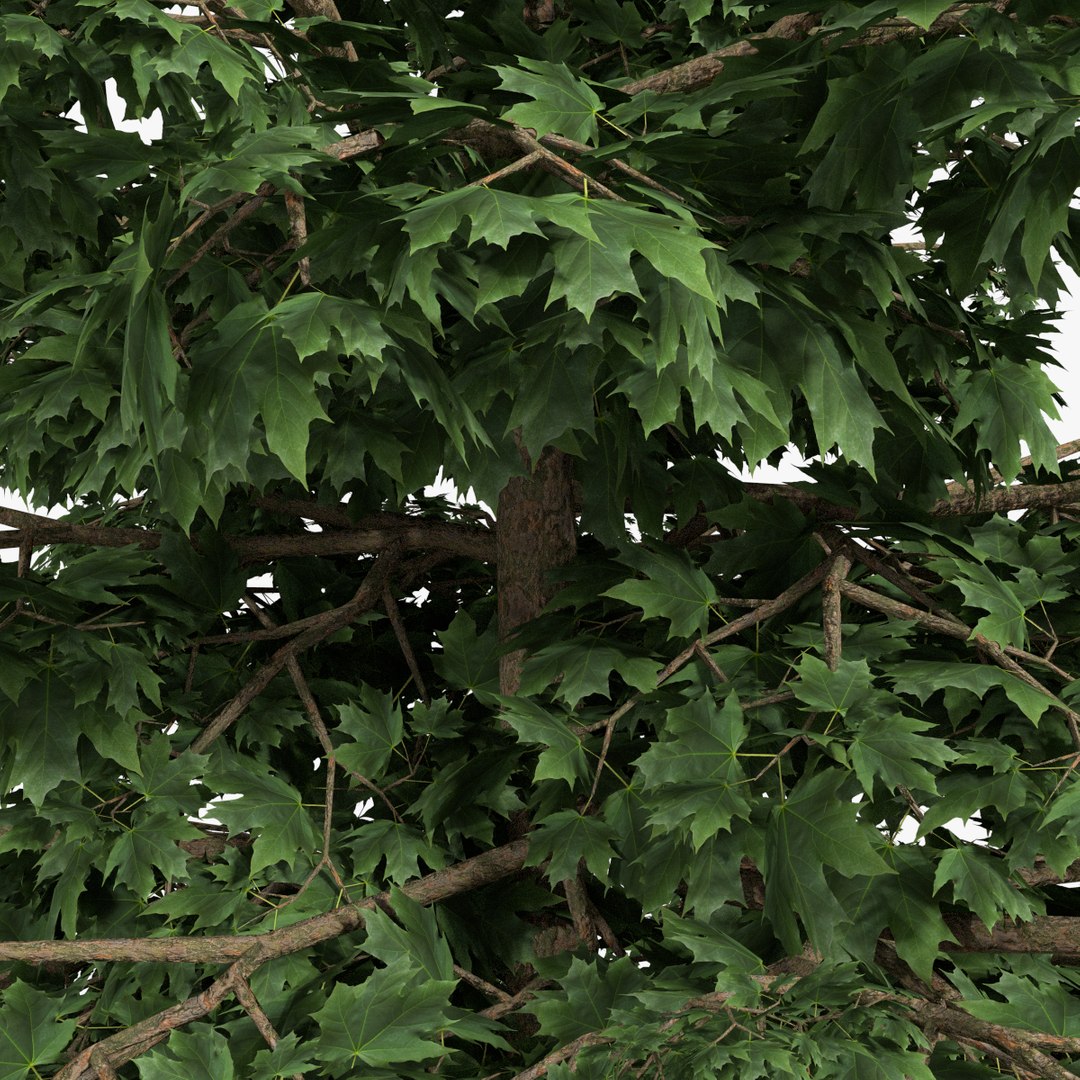 3d Model Realistic Platanus Tree Type