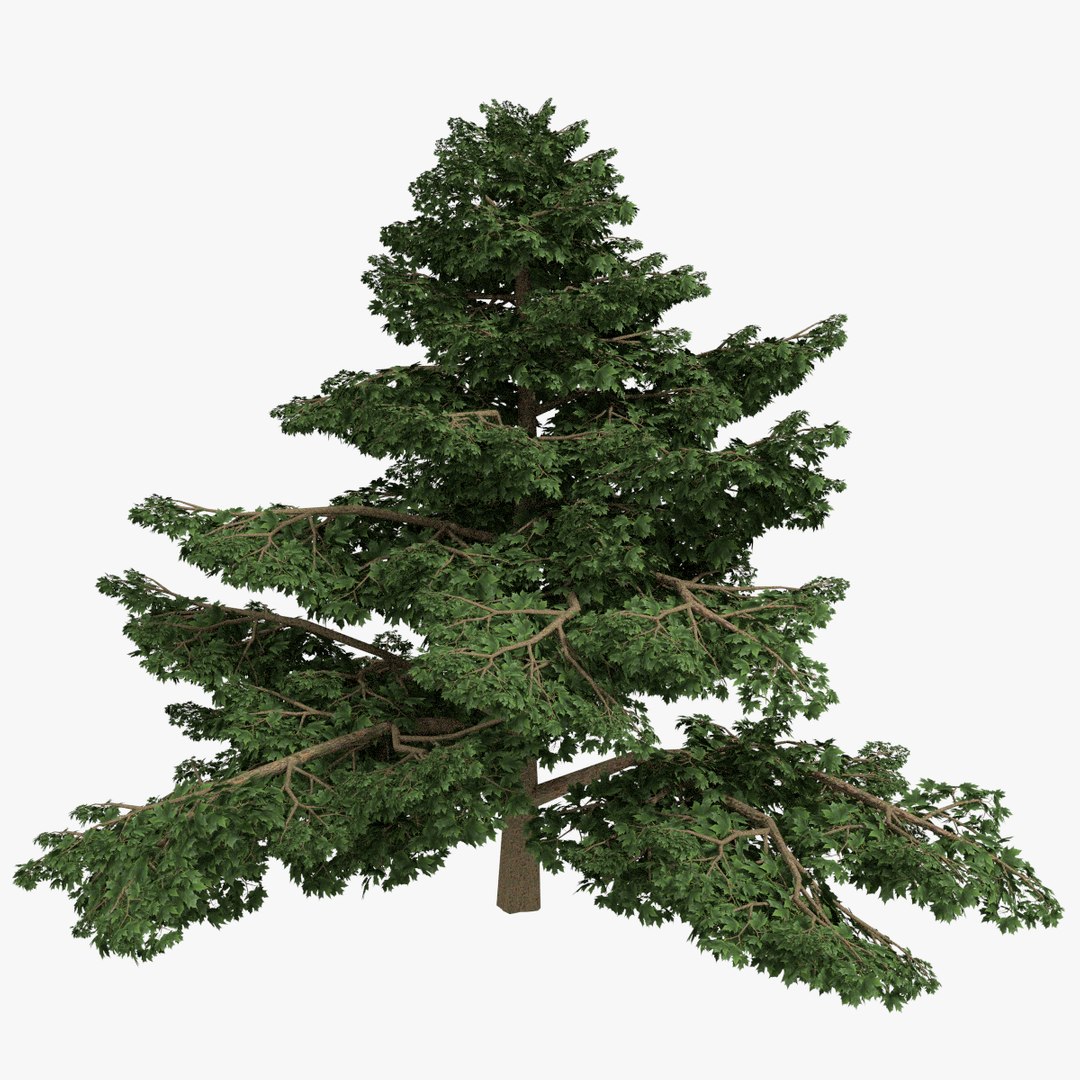 3d Model Realistic Platanus Tree Type