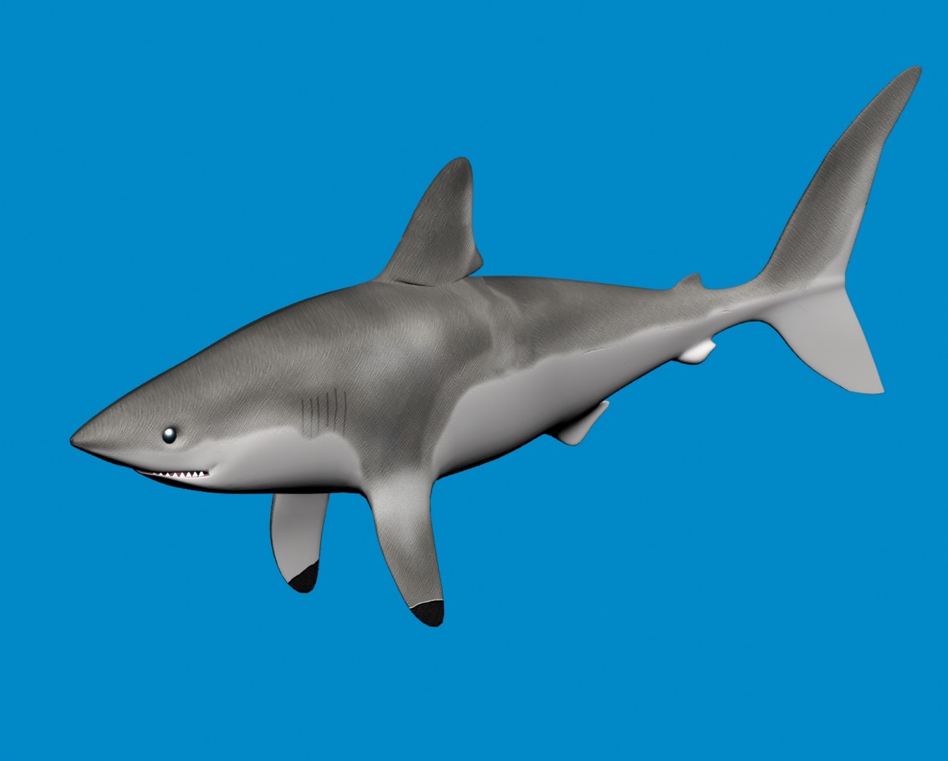 3d model shark porbeagle