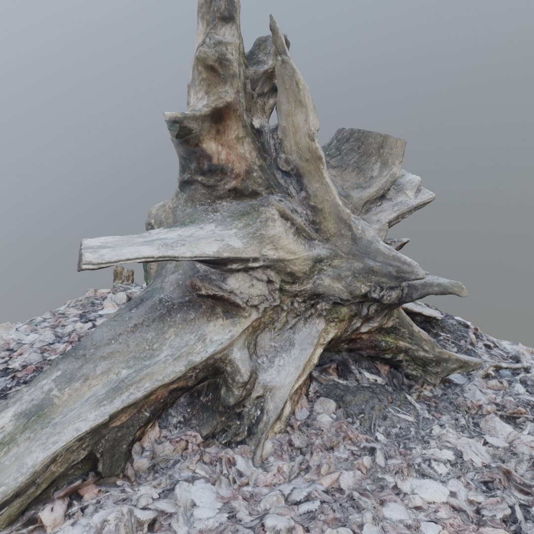 Scanned Fallen Tree Stump Model - TurboSquid 1512811