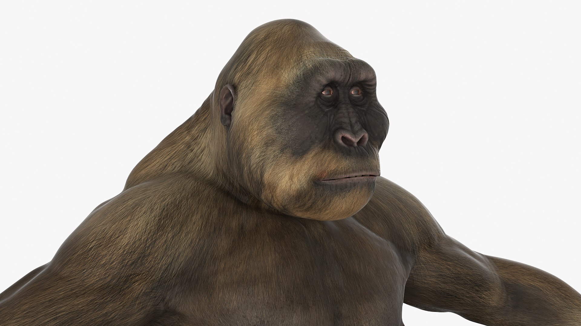 3D Big Ape Gigantopithecus A-Pose Model - TurboSquid 2312004