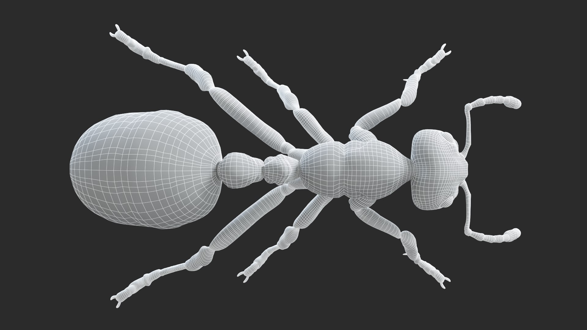 3D Black Ant Model - TurboSquid 1968920