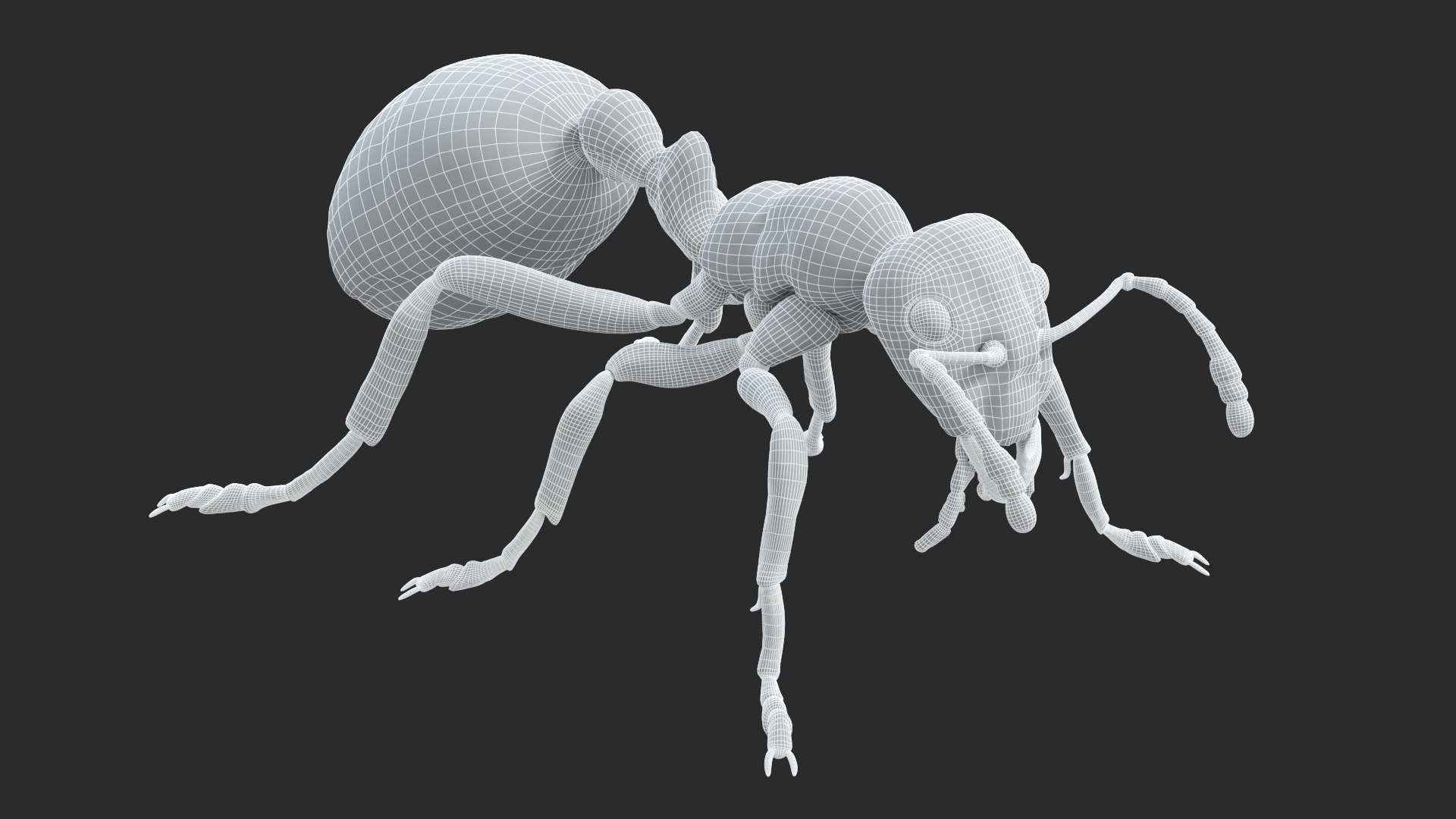 3D Black Ant Model - TurboSquid 1968920