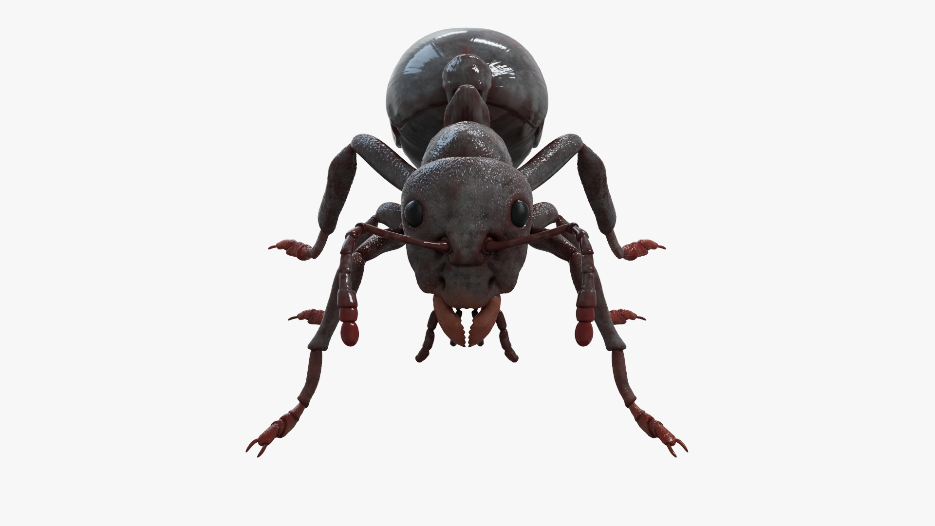 3D Black Ant Model - TurboSquid 1968920