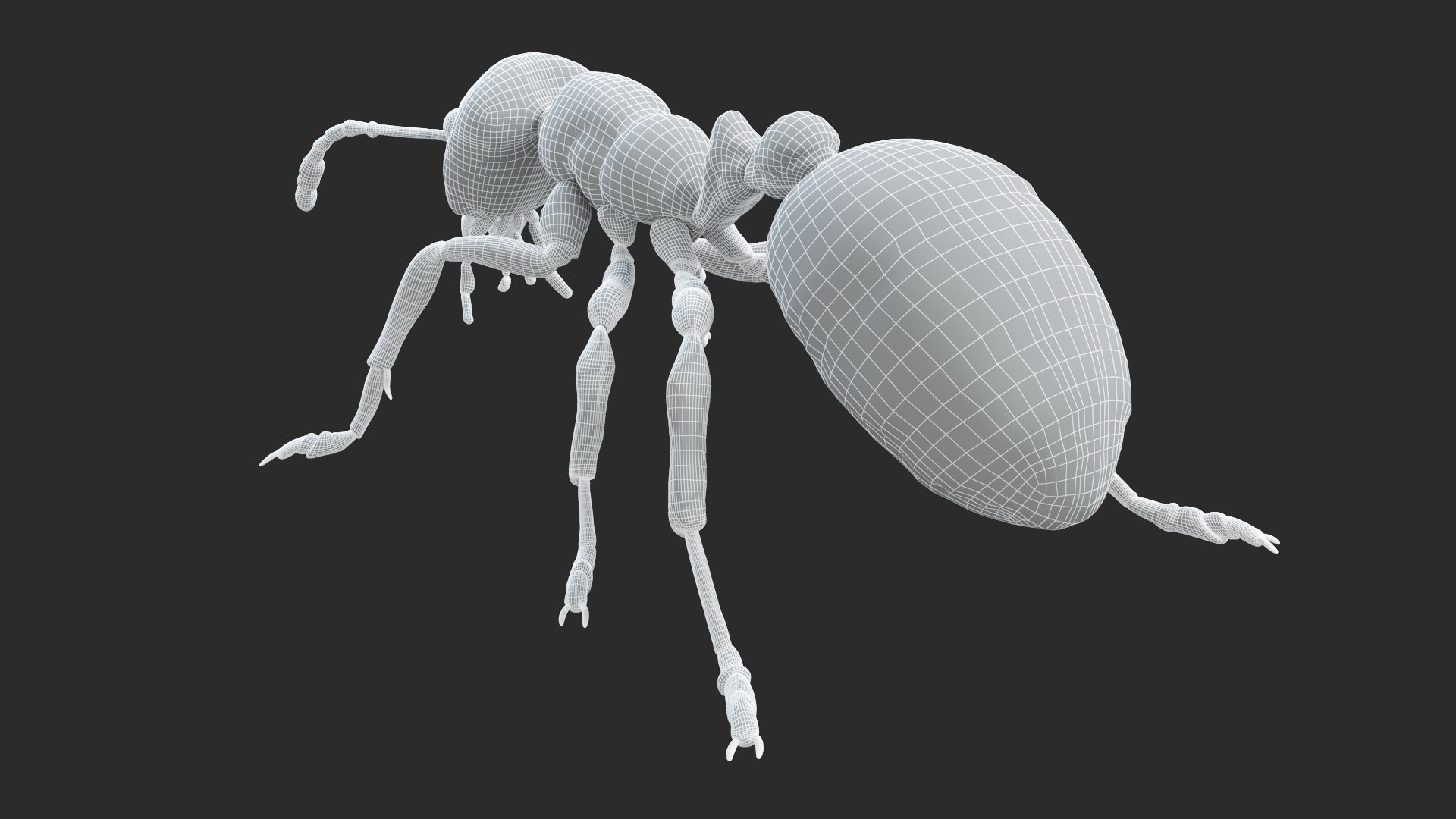 3D Black Ant Model - TurboSquid 1968920