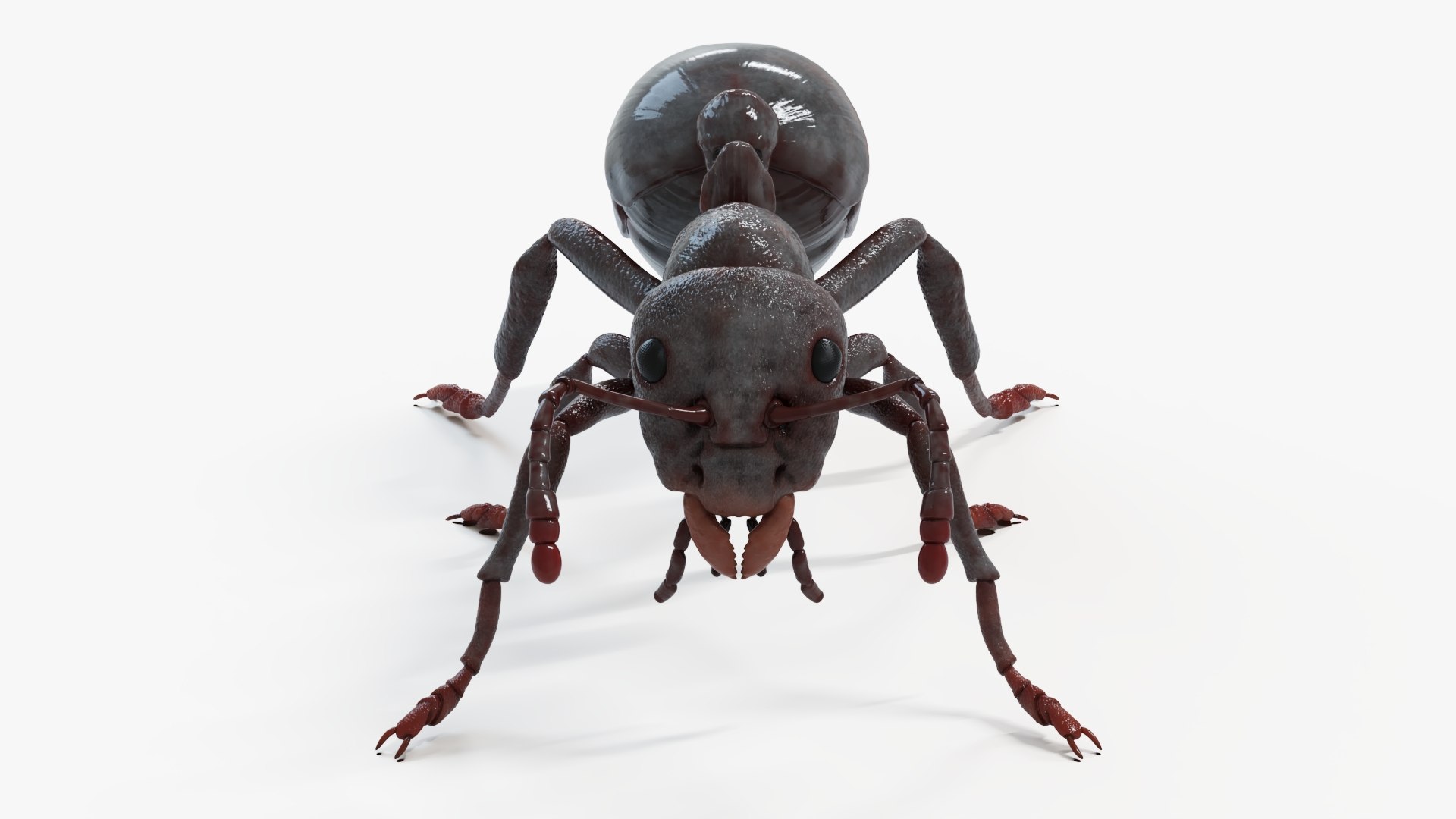 3D Black Ant Model - TurboSquid 1968920