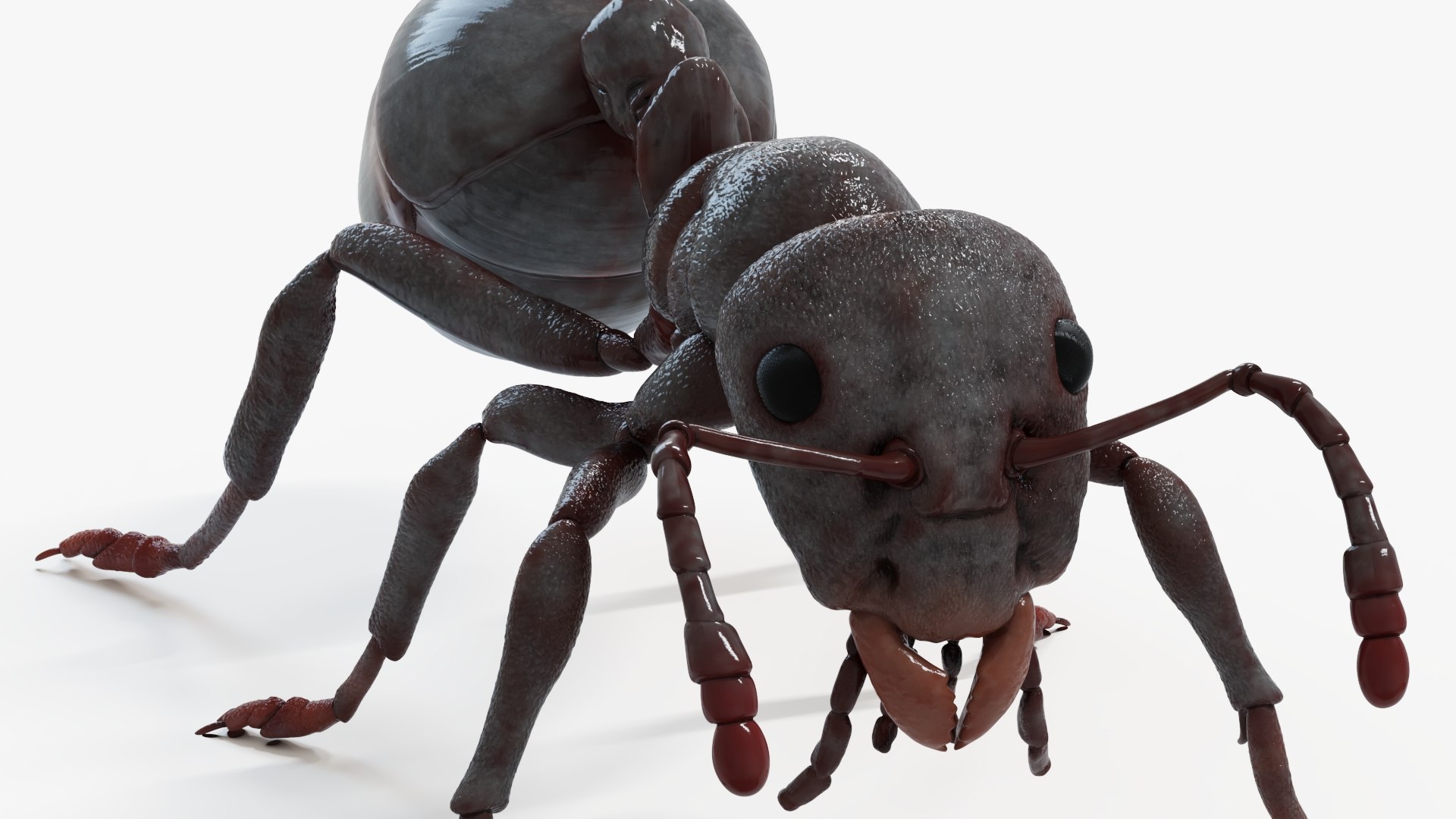 3D Black Ant Model - TurboSquid 1968920