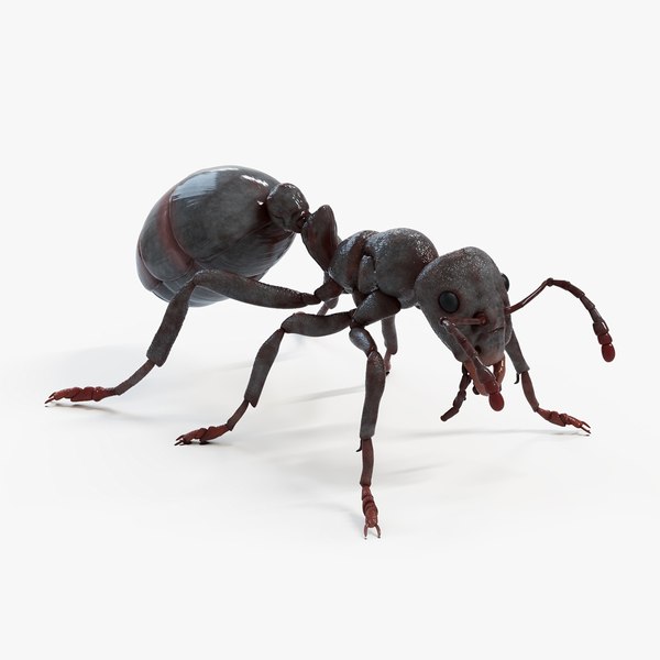 Ant 3D Models for Download | TurboSquid