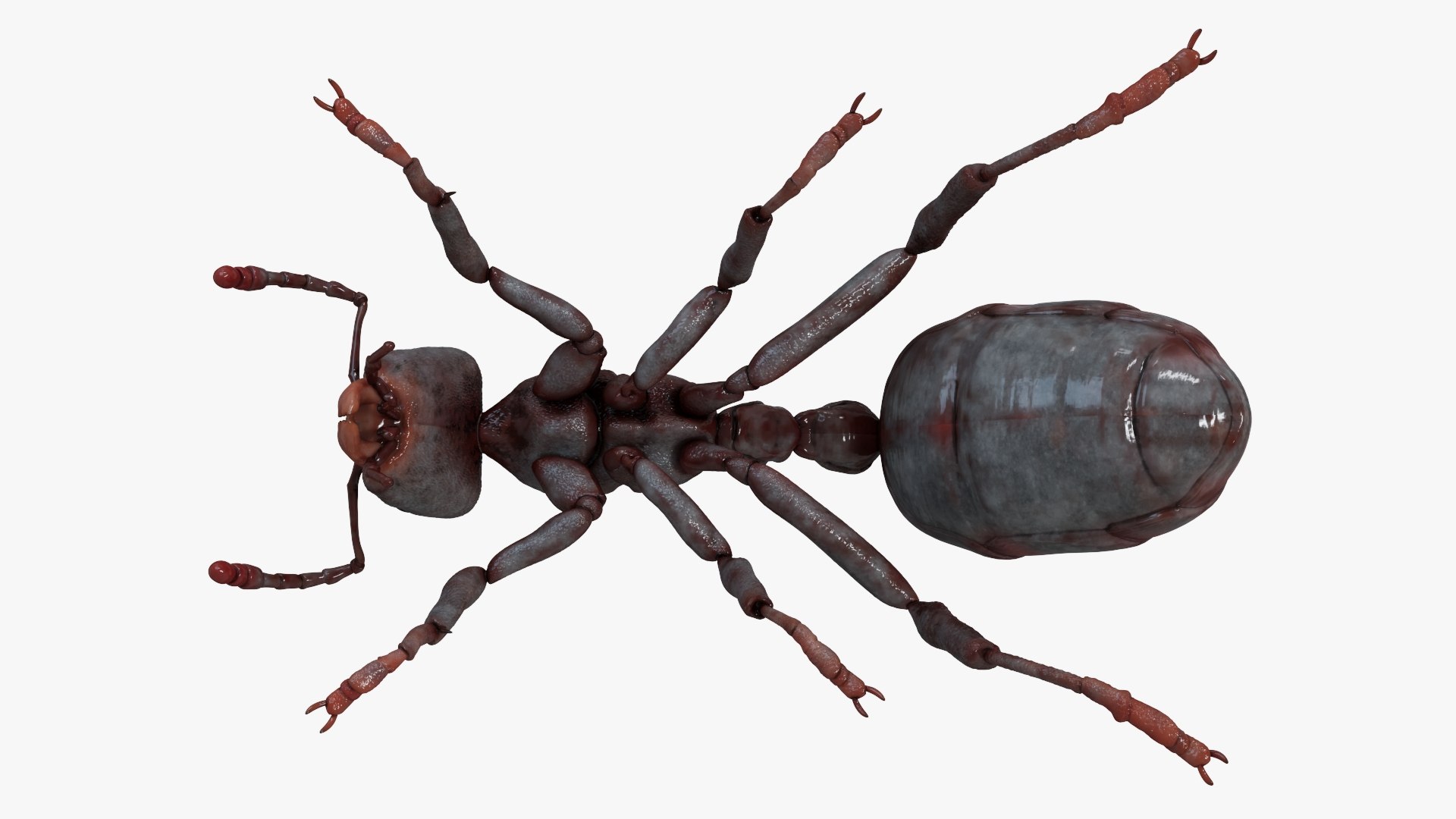 3D Black Ant Model - TurboSquid 1968920