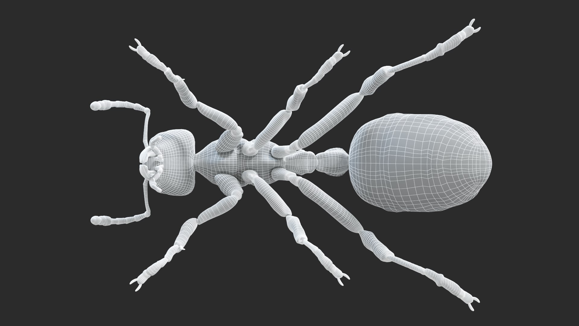 3D Black Ant Model - TurboSquid 1968920