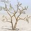 Tree Plants Afghan Rock Stone 3d Max