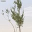 Tree Plants Afghan Rock Stone 3d Max