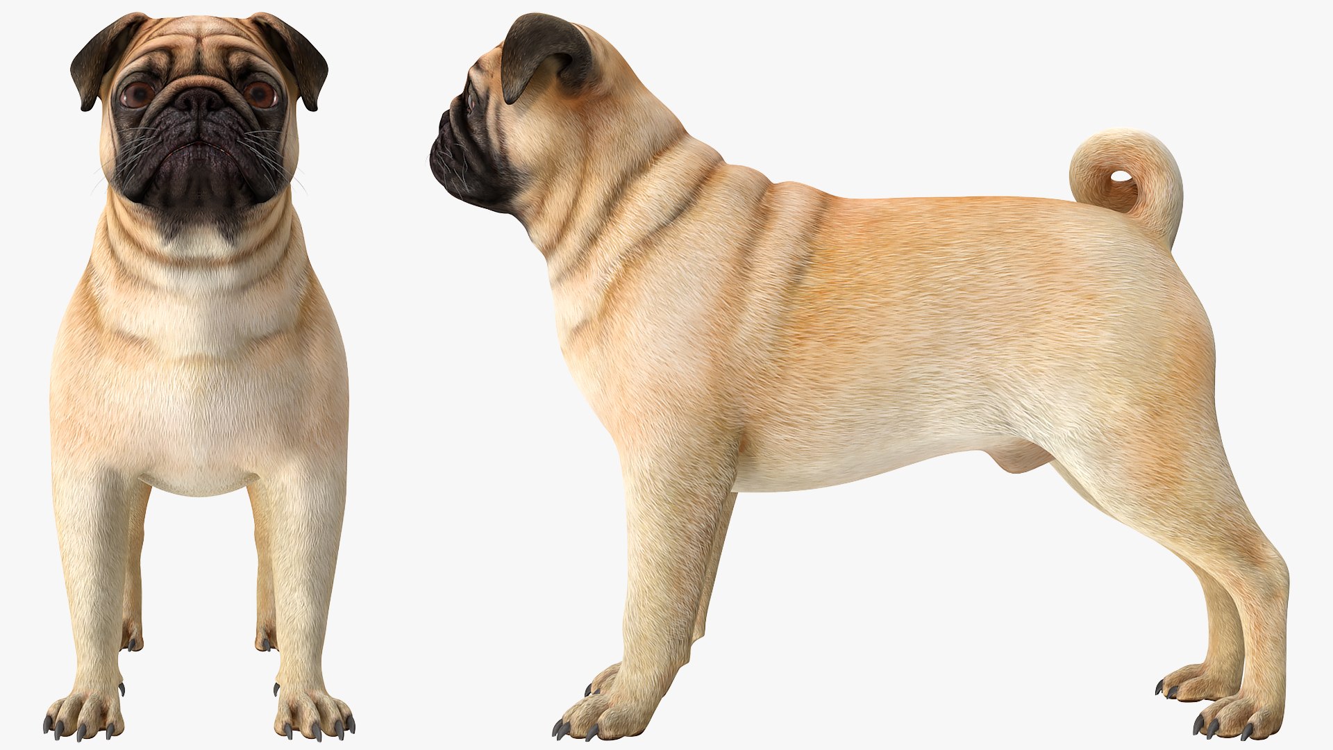3D Model Pug Dog Watching Dogsplay TV Rigged For Maya - TurboSquid 2422422