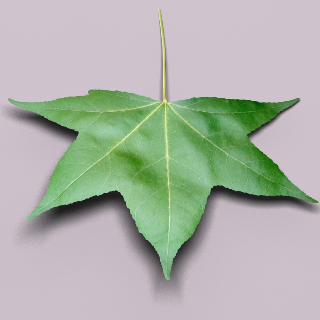 3ds American Sweetgum Liquidambar Tree