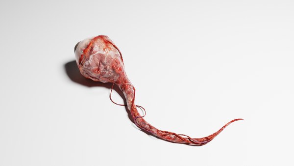 Human Eyeball 3D model - TurboSquid 1851889