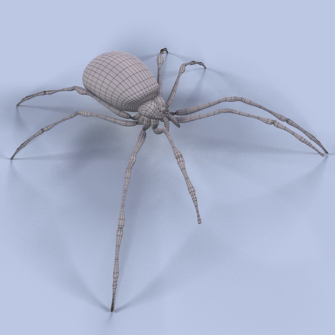 Spider Argiope Bruennichi Max