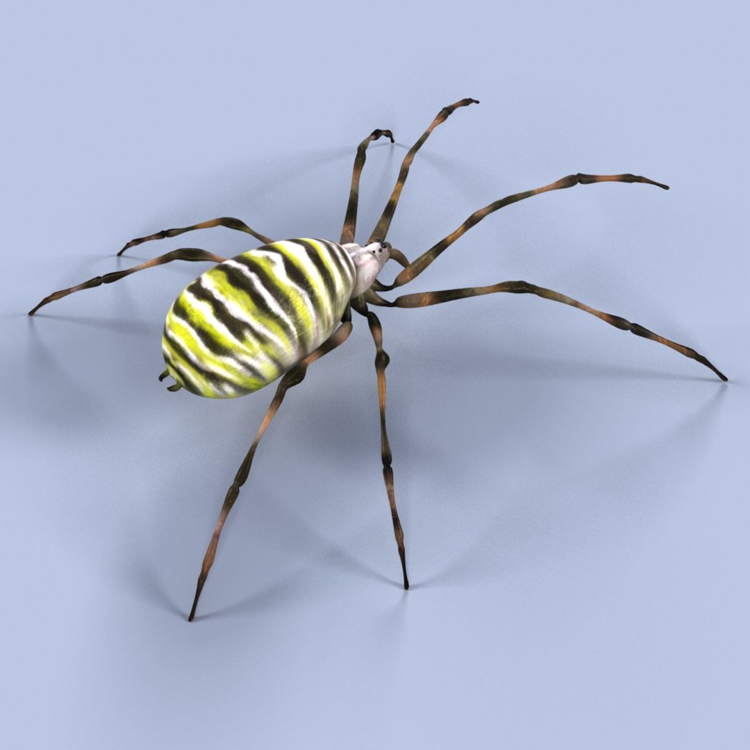 Spider Argiope Bruennichi Max