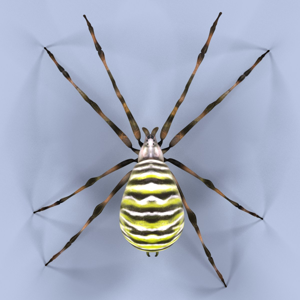 spider argiope bruennichi max