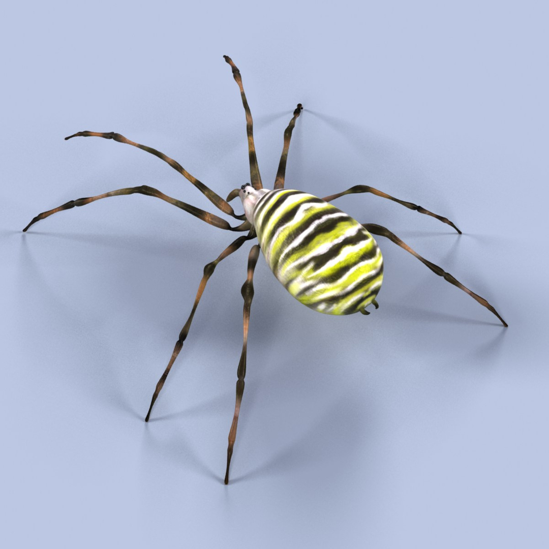 spider argiope bruennichi max