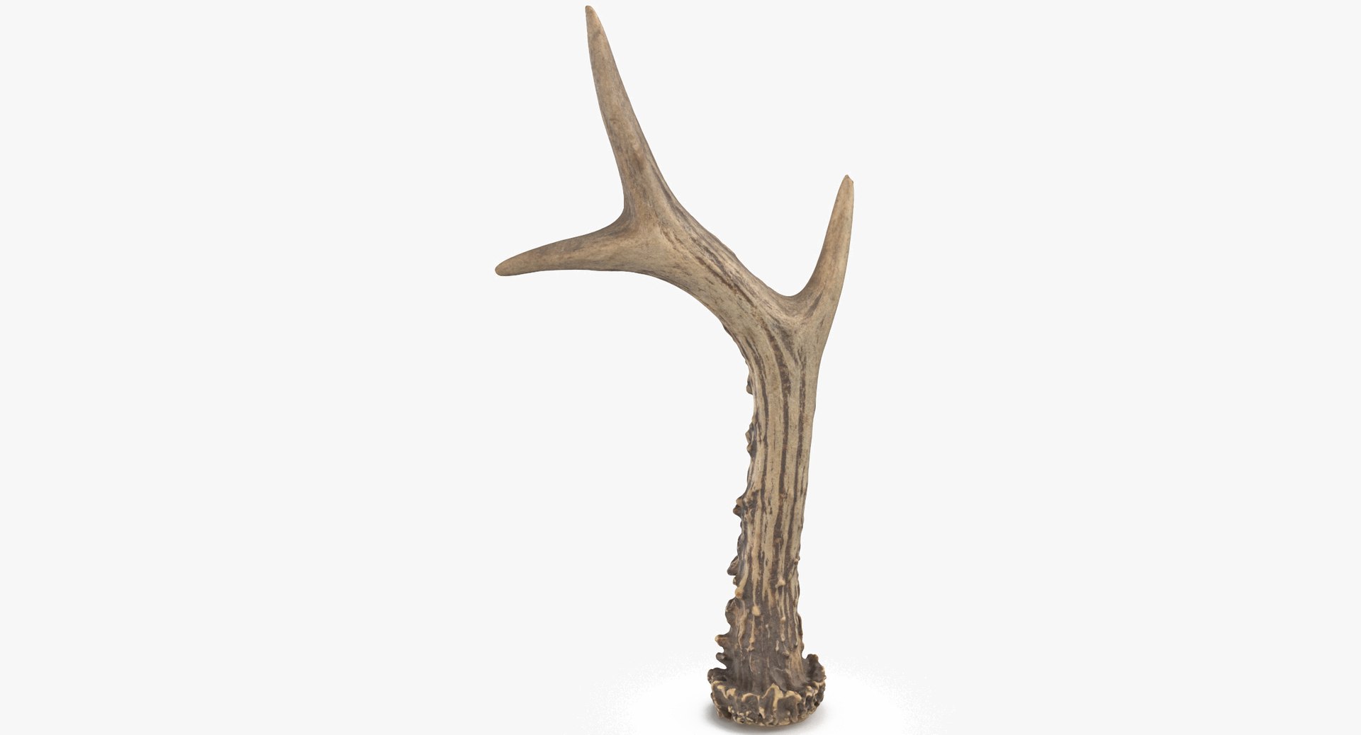3D deer antler model - TurboSquid 1626406
