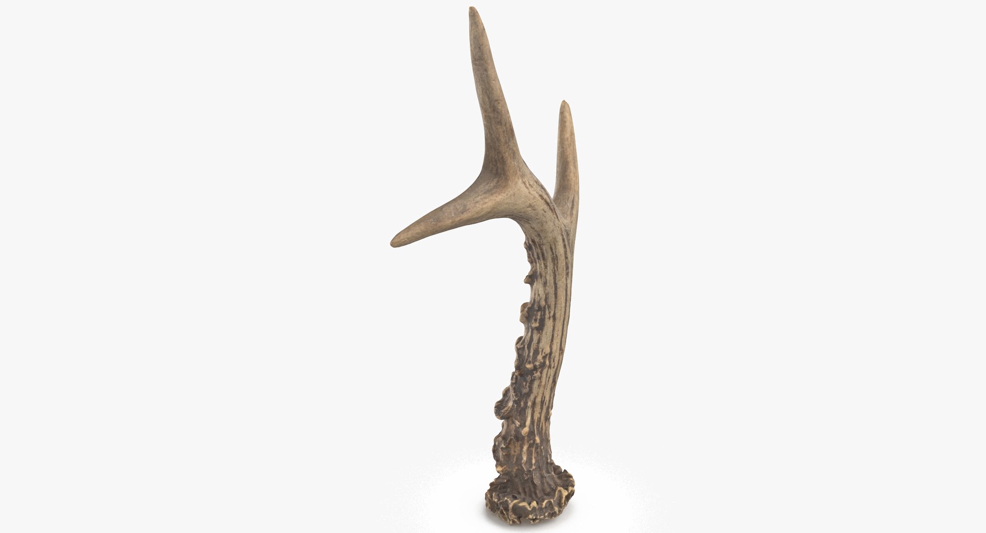 3D deer antler model - TurboSquid 1626406