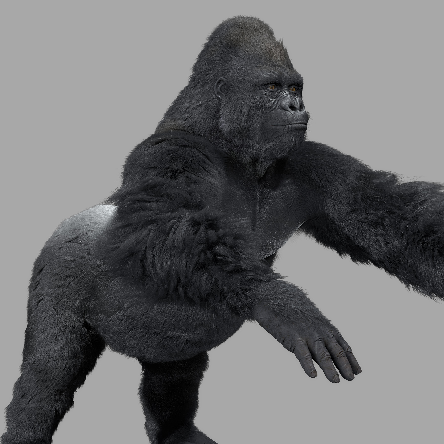 3d gorilla rigging shave