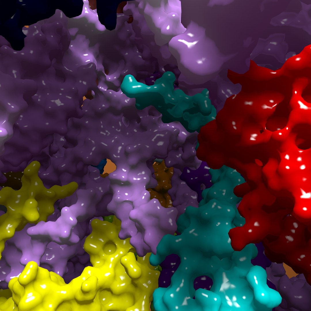 Structure Bacterial Ribosome 3d Model